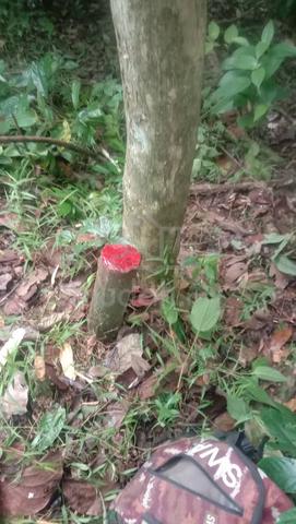 Agricultural Land for Sale, 1.81 Acre(s), Enggor, Perak 113806692 ...
