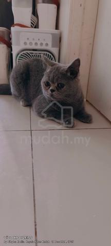 BSH Blue 💙 - Pets for sale in Jitra, Kedah
