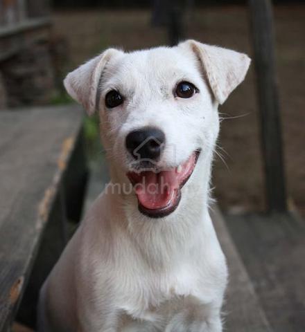 G49 defiant jack russell puppy dog - Pets for sale in Puchong, Kuala Lumpur