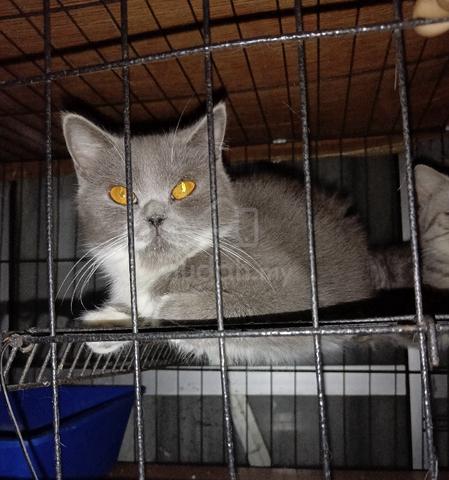 BSH bicolor - Pets for sale in Johor Bahru, Johor