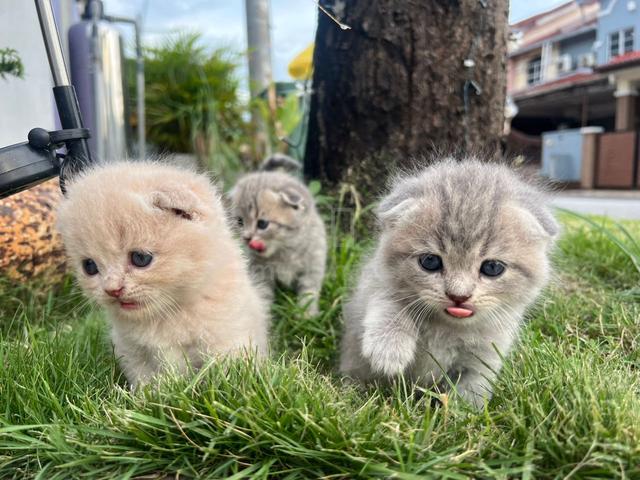 3 Scottish Fold Kittens :Folded Ears,Pure Breed - Pets for sale in ...
