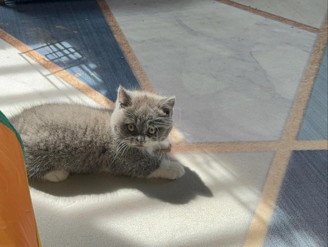 BSH Munchkin Bicolour - Pets for sale in Alor Setar, Kedah