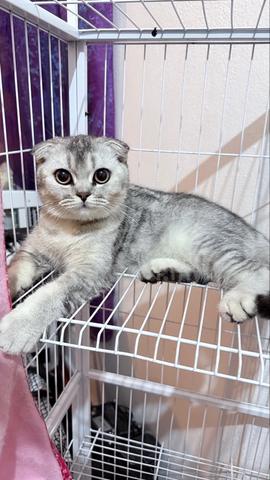 Silver Shaded Scottish Fold BSH - Pets for sale in Shah Alam, Selangor