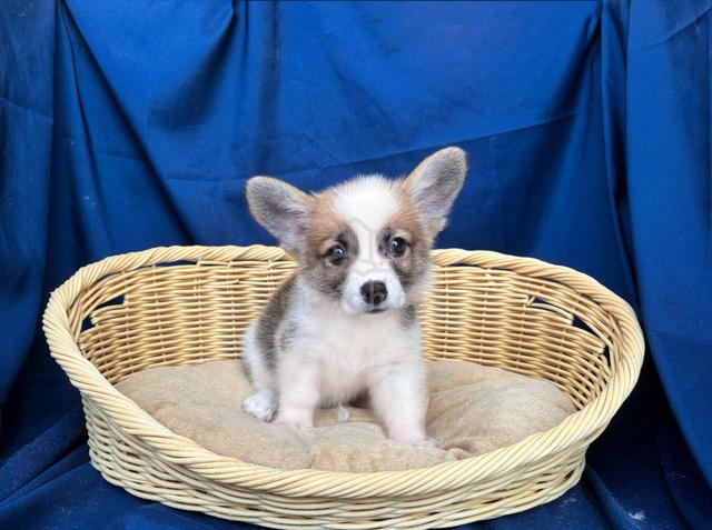 Welsh Pembroke Corgi Puppy with MKA Cert - Pets for sale in Bandar ...