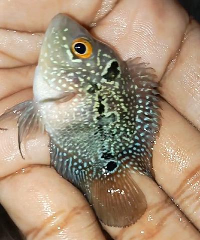 Ikan Lohan / Flowerhorn - Pets for sale in Kok Lanas, Kelantan
