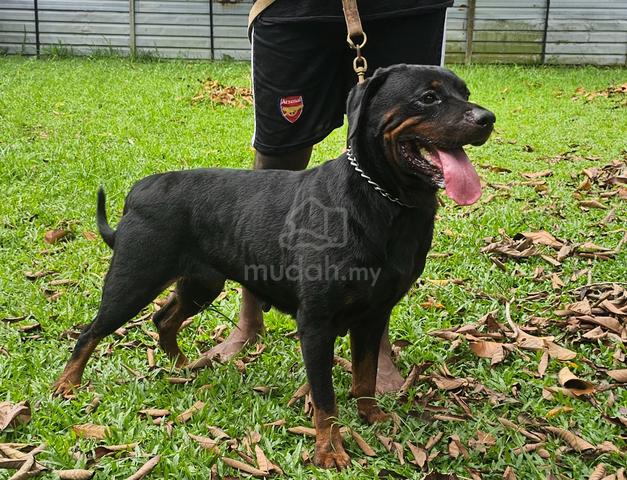 Rottweiler - Pets for sale in Labu, Negeri Sembilan