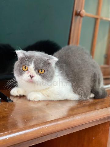 munchkin bsh - Pets for sale in Ipoh, Perak