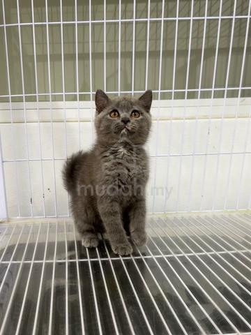 Blue Bsh kitten - Pets for sale in Others, Melaka