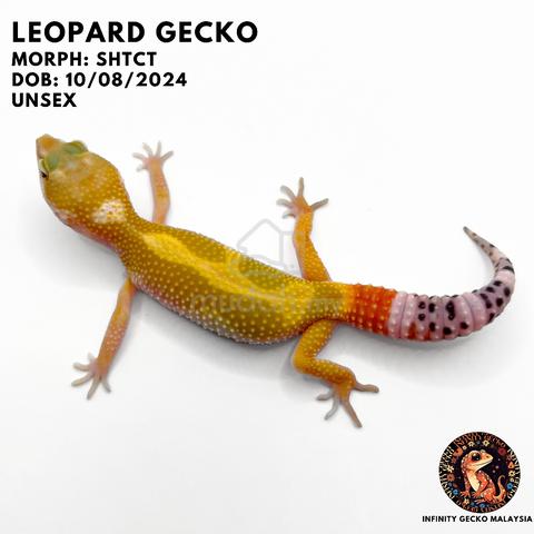 Leopard Gecko Malaysia SHTCT Super Hypo Tangerine - Pets for sale in ...