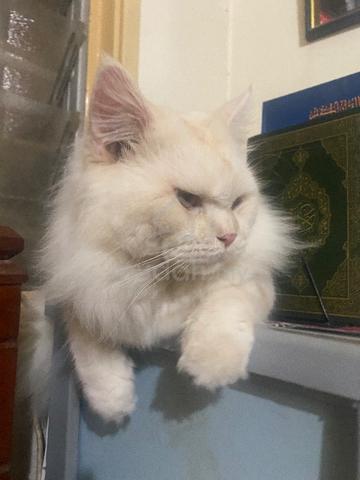 Pure Mainecoon Male Cat For Mengawan Mating - Pets for sale in Bukit ...