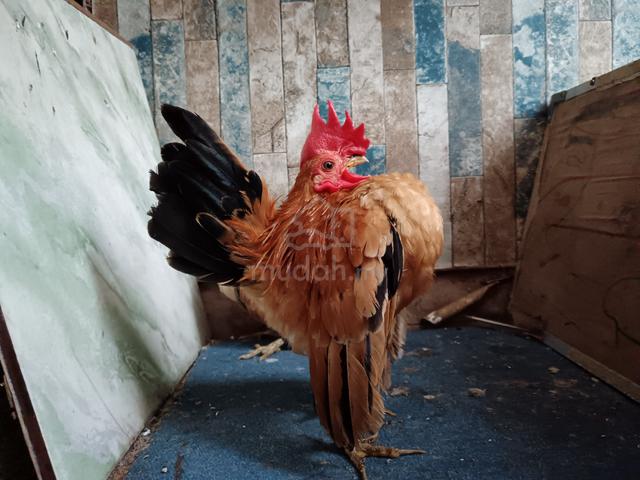 Ayam Serama - Pets for sale in Bandar Pusat Jengka, Pahang