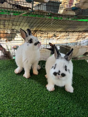 Arnab Rabbit Netherland Dwarf ND - Pets for sale in Telok Panglima ...
