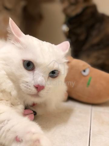 Angora + Persian Mix Male Cat – RM200 – Neutered - Pets for sale in ...