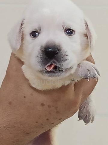 Labrador puppy mka cert/microchip - Pets for sale in Kuching, Sarawak