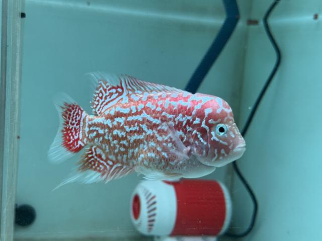 Kamfa Gold Base - Pets for sale in Kok Lanas, Kelantan