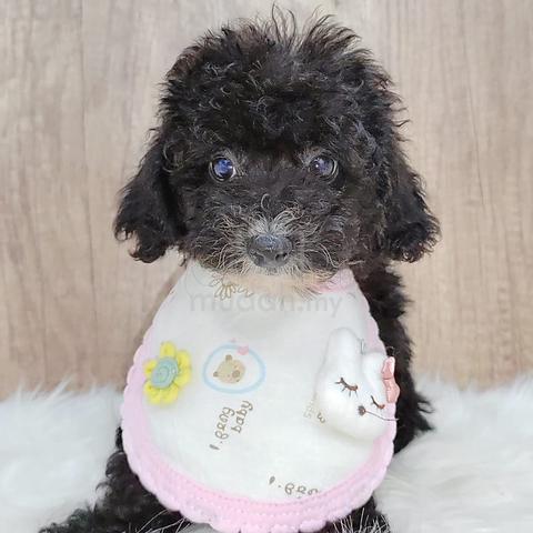 Cutie Tiny Toy Poodle Cute and Sweet *UA991 - Pets for sale in Puchong ...