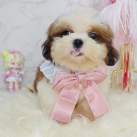 Gorgeous Cute Shih Tzu Puppu Dog Pet *yu.03927 - Pets for sale in ...
