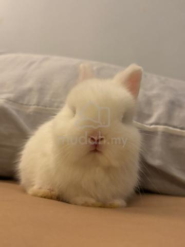 blue eye white BEW nd netherland dwarf rabbit - Pets for sale in Subang ...