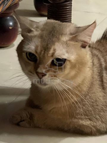 Golden British Shorthair (BSH) Male - Pets for sale in Petaling Jaya ...