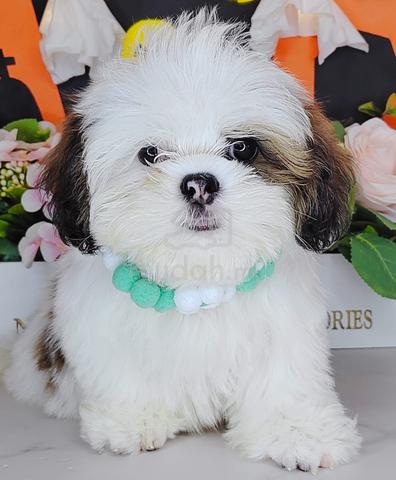 Cubbiie Cute Shih Tzu Puppu Dog Pet *UA199 - Pets for sale in Puchong ...