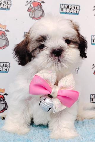 G68 good shih tzu puppy dog - Pets for sale in Puchong, Kuala Lumpur