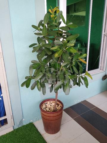 pokok dan pasu hiasan besar - Garden Items for sale in Bandar Sri ...