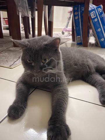 kucing bsh - Pets for sale in Setapak, Kuala Lumpur