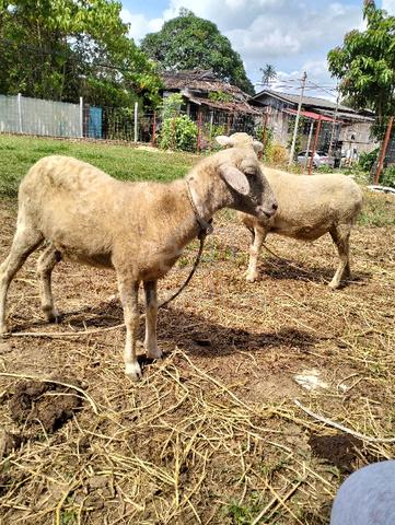 ibu biri doper - Pets for sale in Kota Bharu, Kelantan