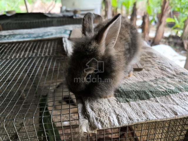 Arnab-arnab Anak Rabbit - Pets for sale in Gombak, Kuala Lumpur