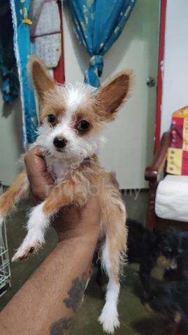 poodle mix mini pinscher - Pets for sale in Bukit Tengah, Penang