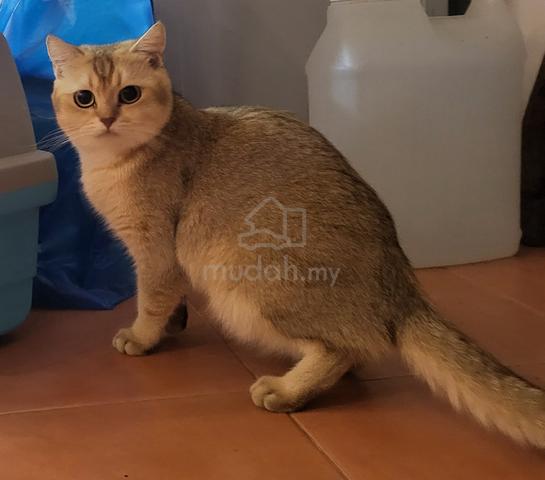 BSH Gold - Pets for sale in Alor Setar, Kedah