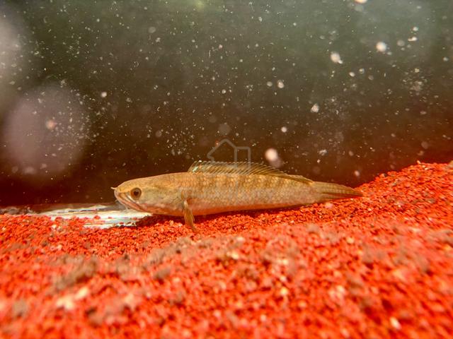 ikan, burung baji, arowana, arnab, sugar glider - Pets for sale in ...