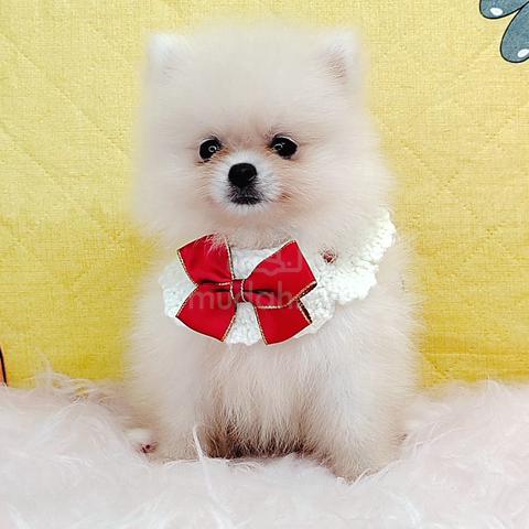 Super Small Tiny Mini Pomeranian Puppy Dog *MJ161 - Pets for sale in ...