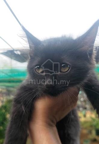 Anak kucing Black Coco Angora cat 3 Month Male 💙 - Pets for sale in ...
