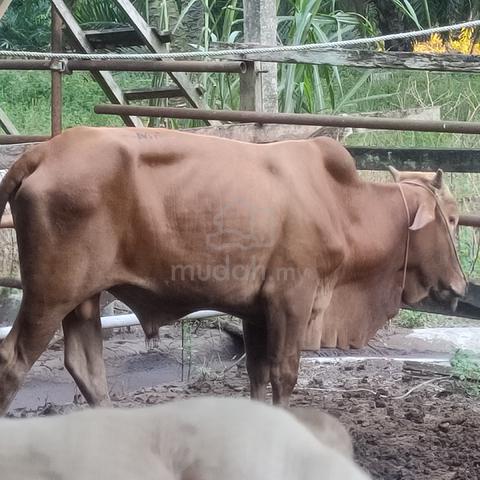 Lembu Qurban 2025 - Food for sale in Kuala Selangor, Selangor