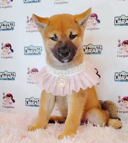 Local Japanese Shiba Inu Puppy Dog @es.333 - Pets for sale in Puchong ...