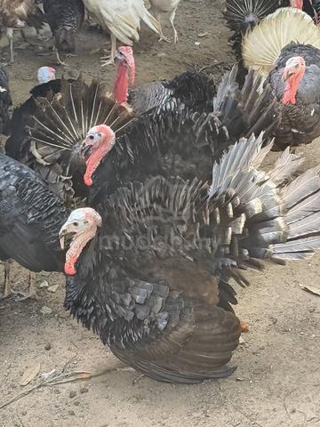 Ayam piru (Turkey) - Pets for sale in Nibong Tebal, Penang