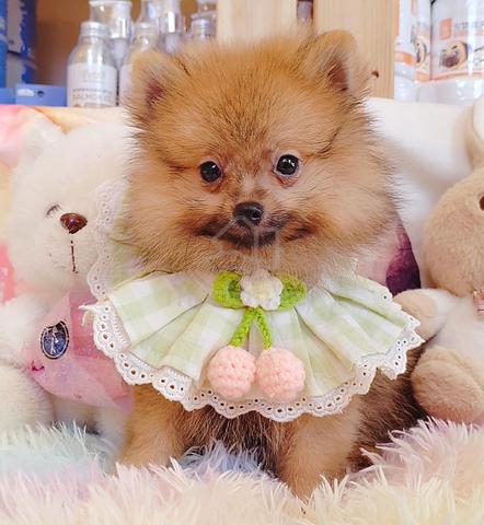 Loving Mini Size Pomeranian Puppy Dog @UA148 - Pets for sale in Puchong ...