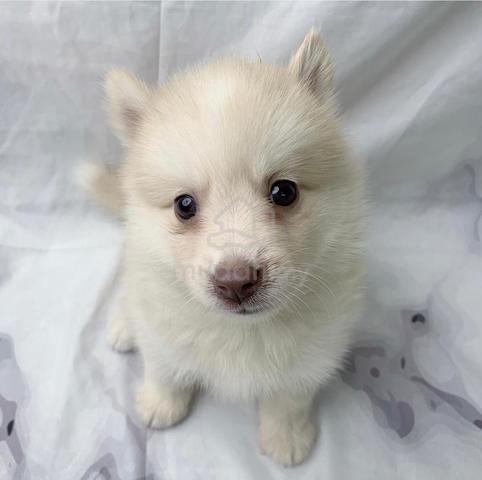 F60 foolish pomsky puppy dog - Pets for sale in Puchong, Kuala Lumpur