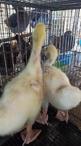 angsa putih sepasang - Pets for sale in Kuala Krai, Kelantan
