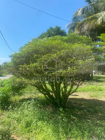 Pokok bonsai - Garden Items for sale in Bandar Sri Sendayan, Negeri ...