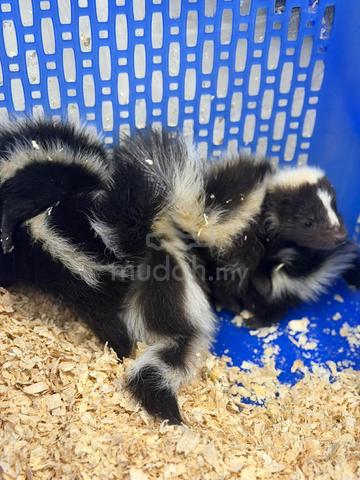 Baby Skunk - Pets for sale in Pasir Mas, Kelantan