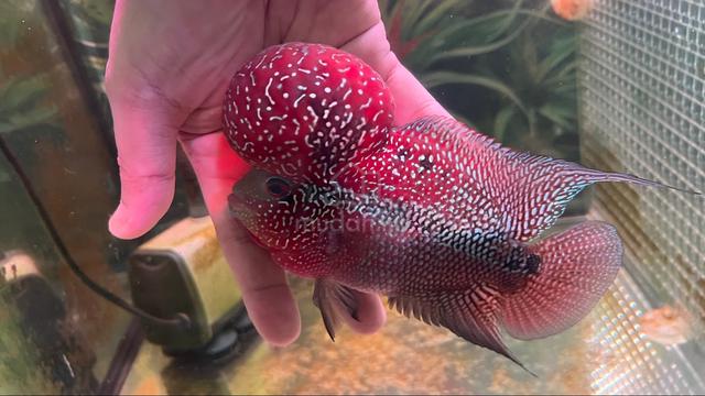 Flowerhorn SRD Huge Kok (Male) - Pets for sale in Old Klang Road, Kuala ...