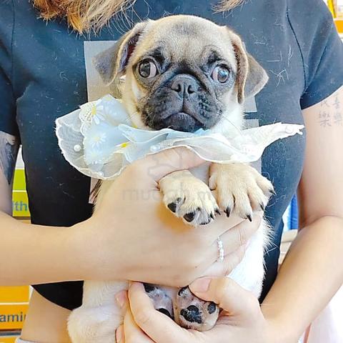 Super Fatty Pug Puppy Dog Pet *yu.01390 - Pets for sale in Puchong ...