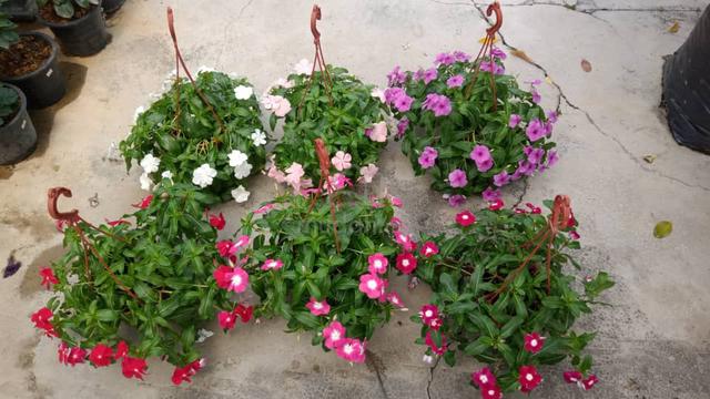 pokok bunga vinca rimbun - Garden Items for sale in Klang, Selangor
