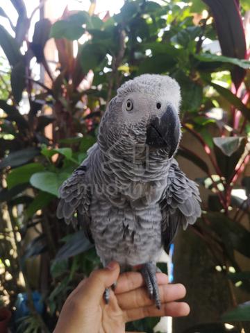 Burung african grey parrot bird - Pets for sale in Sungai Buloh, Selangor