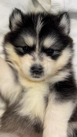 D86 healthy pomsky puppy dog - Pets for sale in Puchong, Kuala Lumpur
