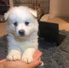 W68 fuzzy pomsky puppy dog - Pets for sale in Puchong, Kuala Lumpur