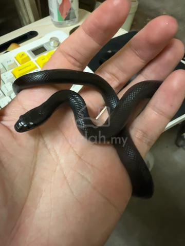 mbk snake - Pets for sale in Serdang, Selangor