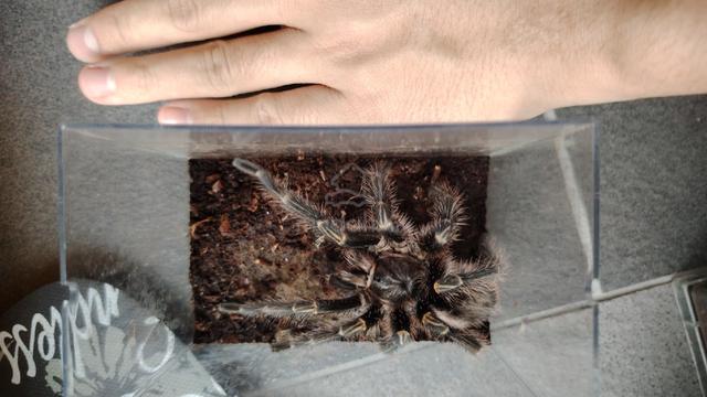 Tarantula male CGK - Pets for sale in Kuchai Lama, Kuala Lumpur